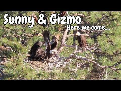 Smith Rock Eagles Are Packing Up to Meet Sunny & Gizmo!