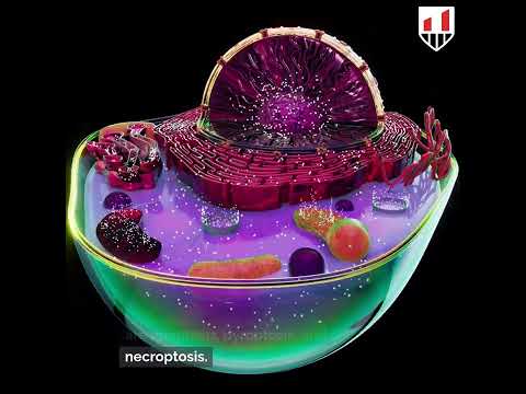 The Basics of Programmed Cell Death