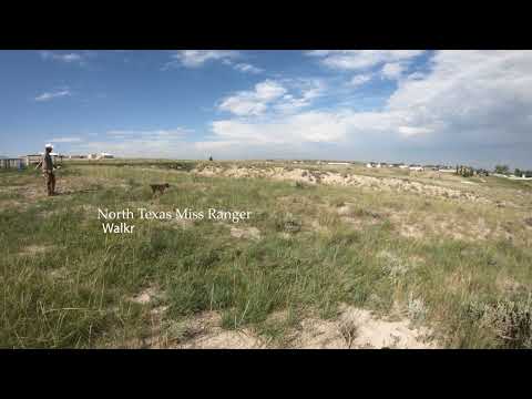 North Texas Miss Ranger