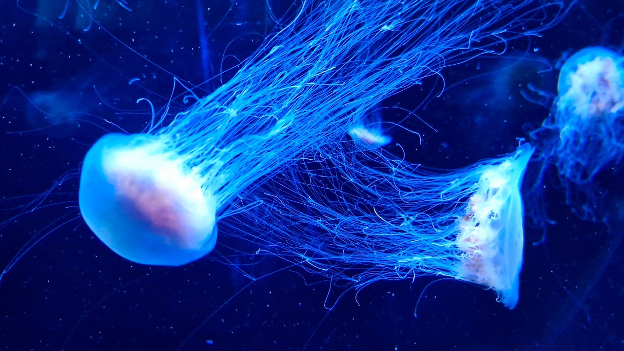 Tracking the World’s Most Dangerous Jellyfish
