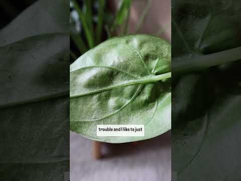 How to Treat & ELIMINATE Spider Mites on your House Plants