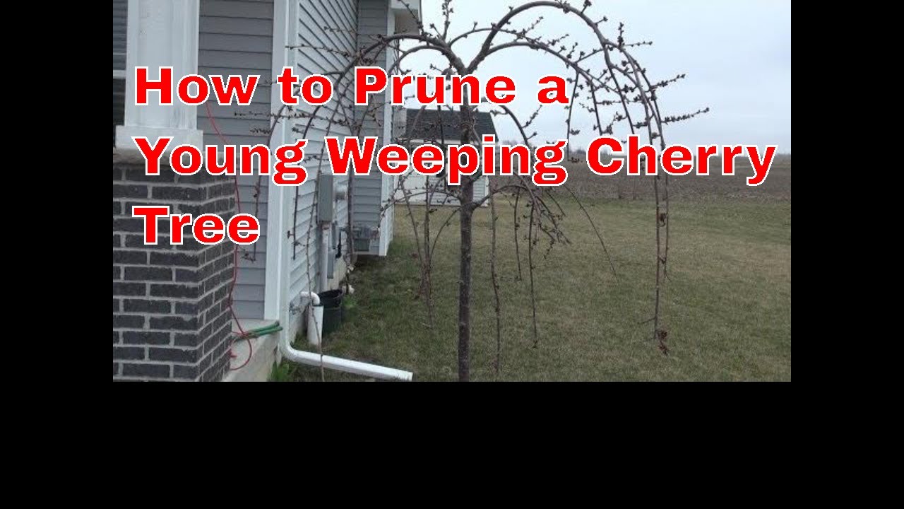 How to Prune A Young Weeping Cherry