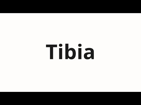 How to pronounce Tibia