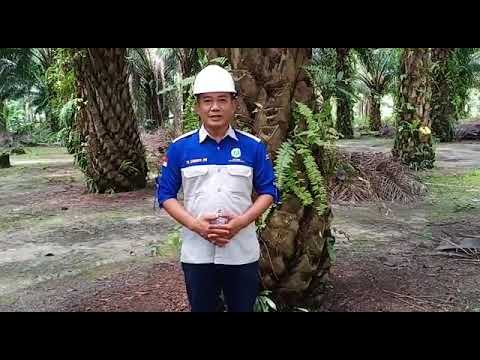 PT Sawit Sumbermas Sarana mendampingi APKSM dalam meraih sertifikasi RSPO.