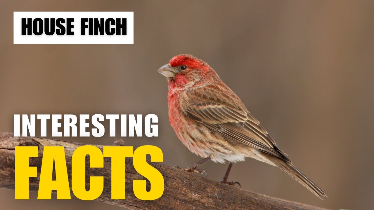 Exploring the Fascinating World of House Finch| Interesting Facts | The Beast World