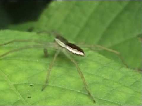 Japanese Green Huntsman Spider | Kurt Bell