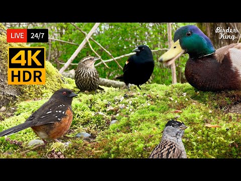 ???? 24/7 LIVE: Cat TV for Cats to Watch ???? Funny Little Birds and Ducks ???? No Squirrels 4K Cat Games