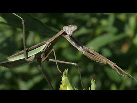 Chinese Mantis Invasive Species