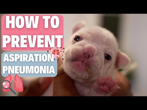 Sick Frenchie!?!?! (Preventing Aspiration Pneumonia)