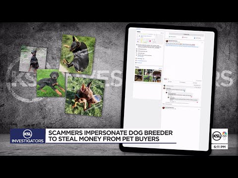 Scammers are impersonating real breeders to trick people into buying pets that don’t exist