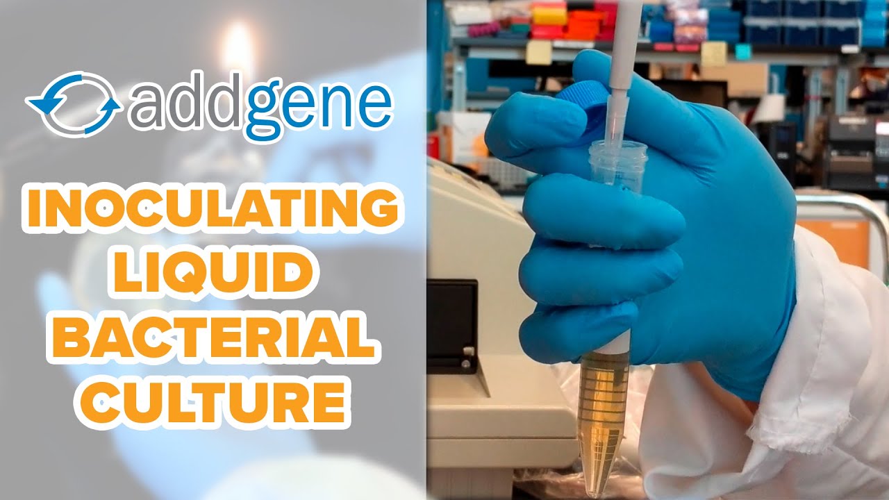 Inoculating Liquid Bacterial Culture