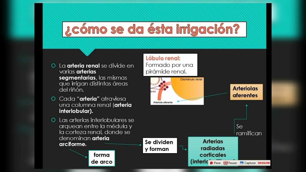 Irrigación Renal: Conceptos Básicos en 7 minutos