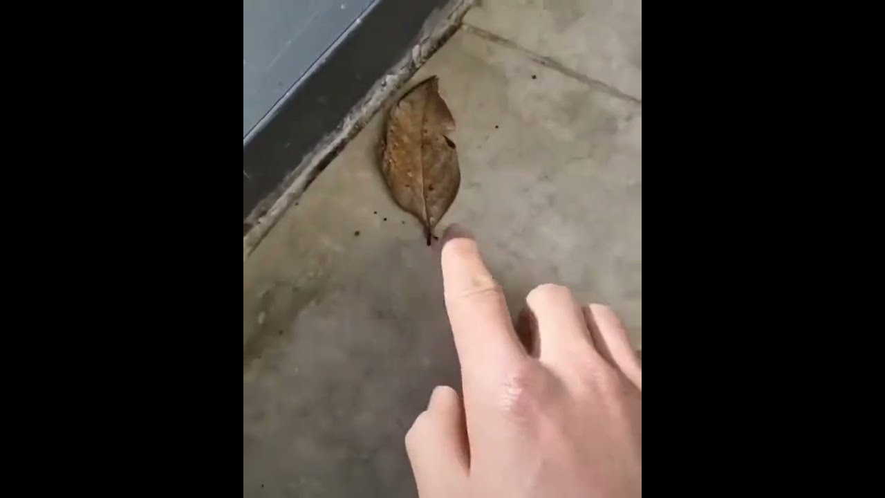 The Most INSANE Camouflage I’ve Ever Seen!🍂 🦋 🤯 Indian Oakleaf Butterfly #butterfly #camouflage #ai
