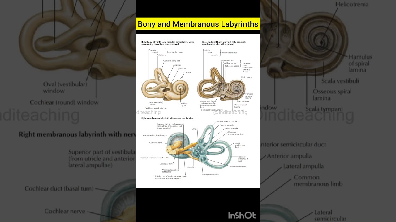 Bony and Membranous Labyrinths | Ear anatomy | human anatomy | Biology Diagram | @inditeaching