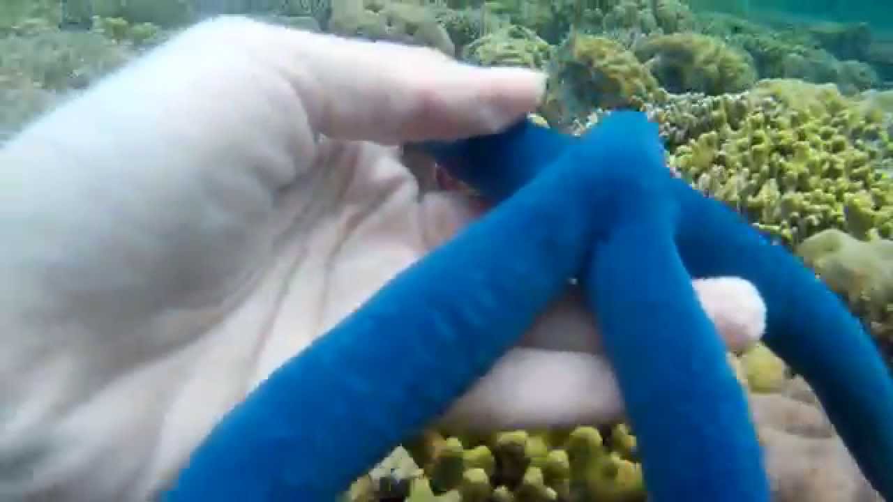Blue Starfish