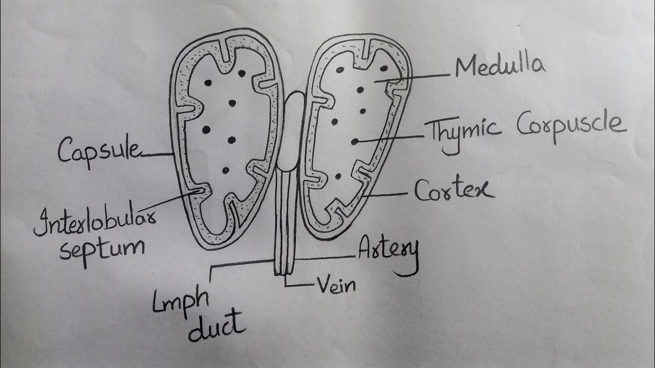 Labelled Diagram of Thymus l How to Draw Thymus with Labelling l ES art & craft