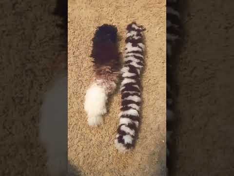I made another tail uwu (yarn cat therian tail) ๐ป ๐โโฌ