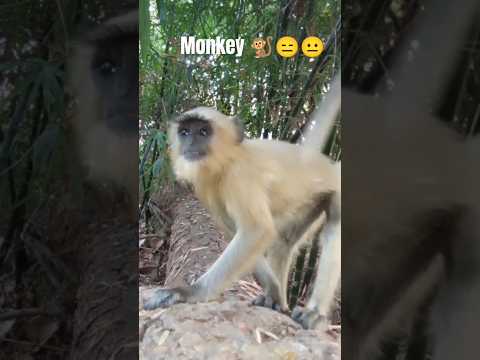 Monkey video #angry monkey reaction ????