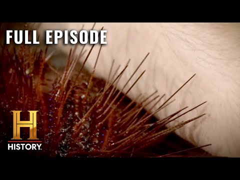 Face Off with the Fire Urchin (S1, E6) | Kings of Pain | Full Episode