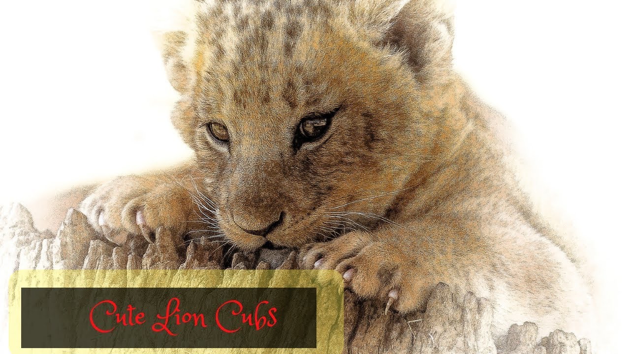 Lion Cubs Photos