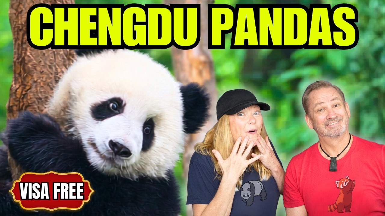 Chengdu Giant Panda Guide & 2026 Travel Tips - China is VISA-FREE! 🇨🇳