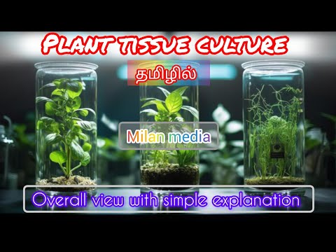 plant tissue culture overview | Ms media | plant Biotechnology | Tamil | Milan media