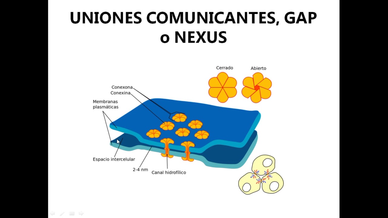 10 Señalización Intracelular