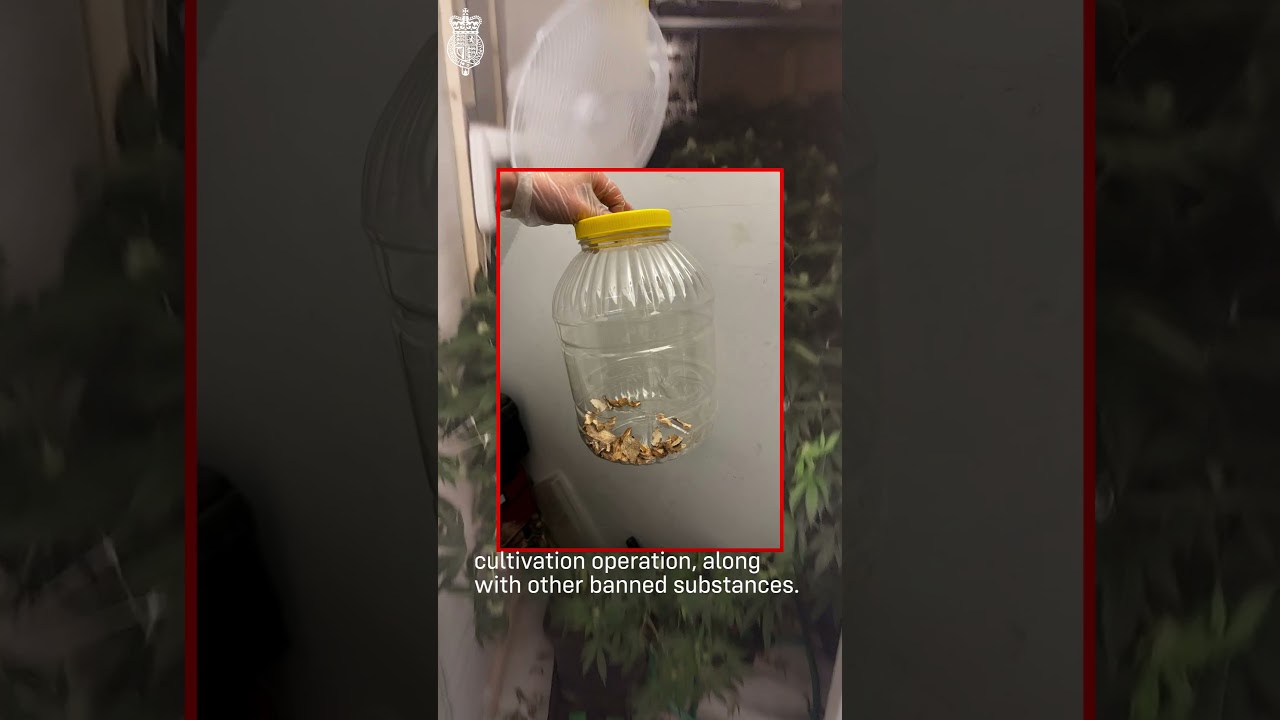 Cannabis Farm Raided in Immigration Raid