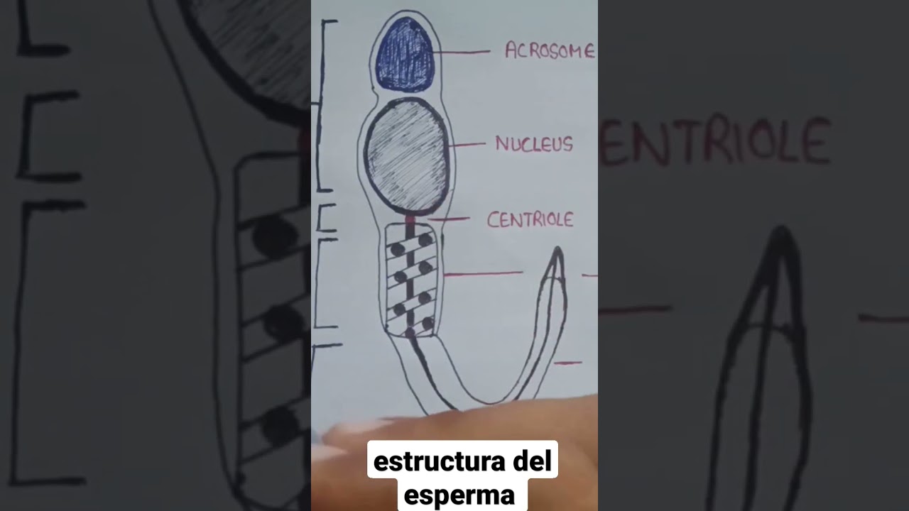 estructura del esperma | partes del esperma | diagrama de esperma