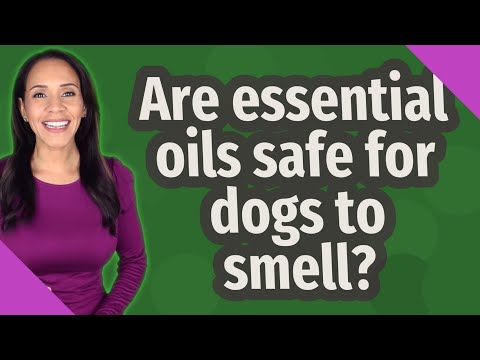 Are essential oils safe for dogs to smell?