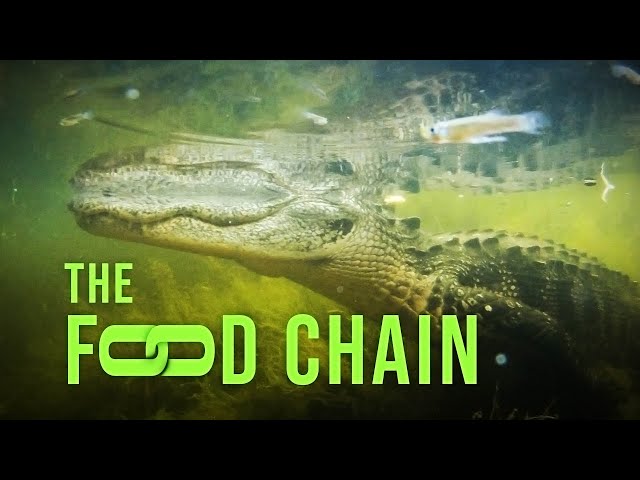 Understanding the Food Chain: A Journey Through the Everglades | Galaxy.ai