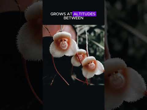 ???? Monkey Face Orchid: Fun Facts About This Unique Plant! ????