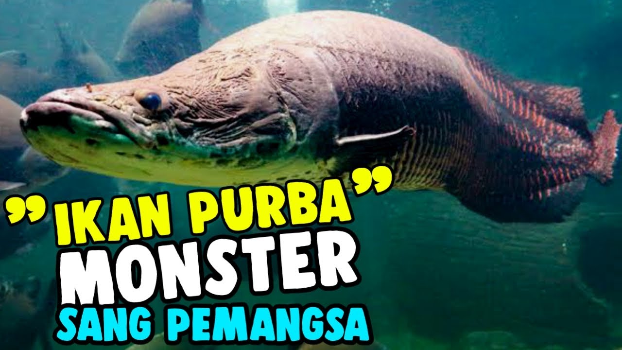 Wow Gilaaa!!! Inilah Ikan Monster Arapaima Terbesar di Dunia - Ikan Raksasa dari Sungai Amazon
