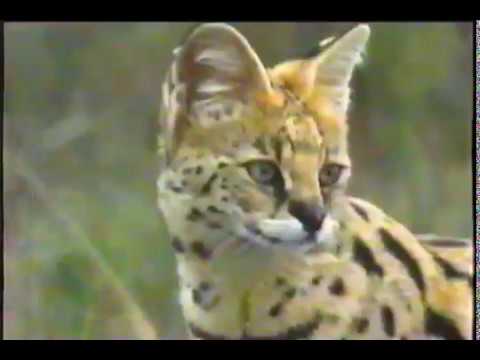 VHS History Docu - Journey to Kilimanjaro amazing rare animals