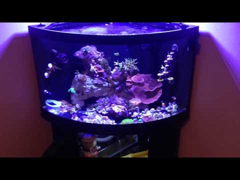 Corner Fish Tank - Wholesale Price & Mandi Rate for Corner Aquarium in ...