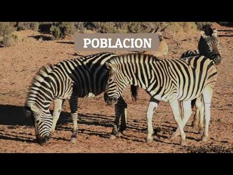 Niveles de Organización Ecológica: individuo, población, comunidad...