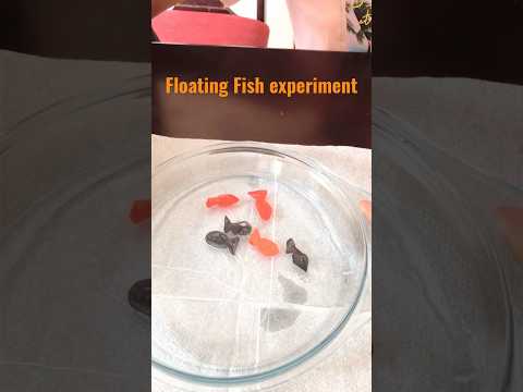 Floating Fish Experiment /Easy science experiments / fun experiments for kids kidseasylearning
