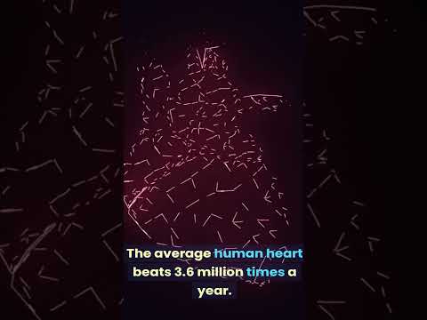 Average human heart beats