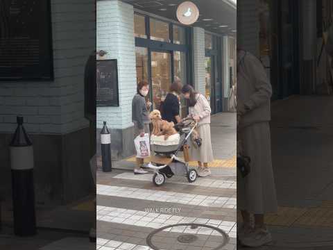 The BEST LIFE of Japanese DOGS🐶#doglife #dogs #dogshorts #doglover #doglovers #dogvideos #dogvideo