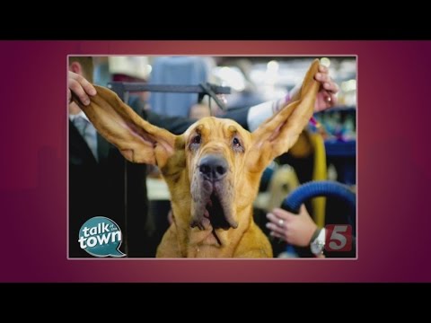 The Dogist