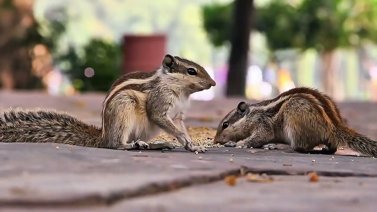 Squirrels: 20 Surprising Facts You Didn't Know! 