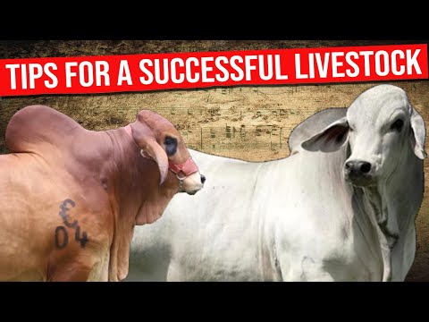 🔴 RAISING BRAHMAN CATTLE TIPS FOR A SUCCESSFUL LIVESTOCK FARMING✅ Biggest Bulls And Cow