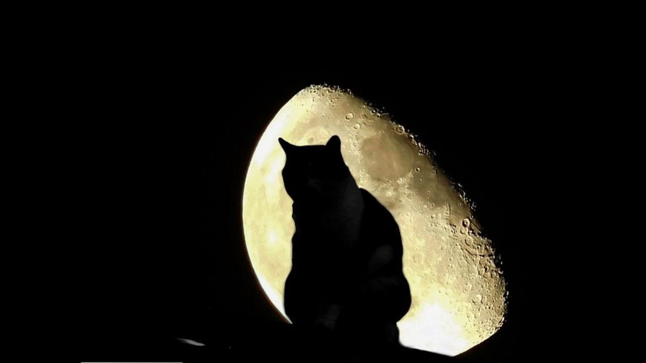 =^..^= Cats On The Moon?! 20th July 1969 Moon Landing and Walk Footage =^..^=