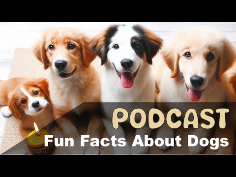 Fun Facts About Dogs: Trivia for Dog Lovers! πΎ