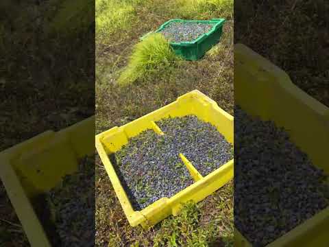 Hand-Raked Wild Blueberries in Maine | Food Network