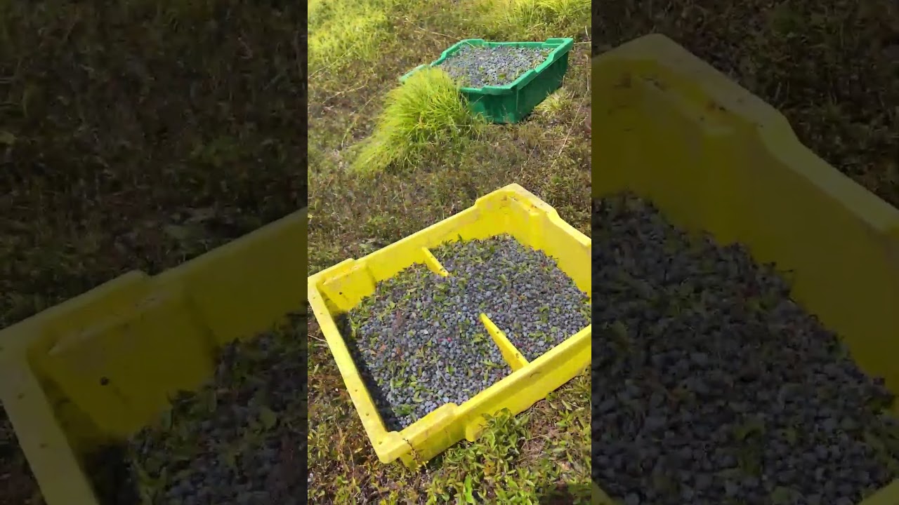 Hand-Raked Wild Blueberries in Maine | Food Network
