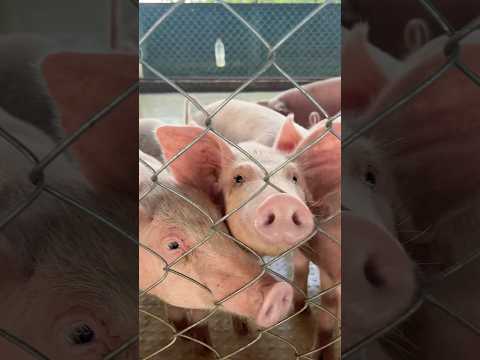 Happy pigs #pig #pigfarmer #pigfarming #pigfarm #animals #piggy #assam #duroc