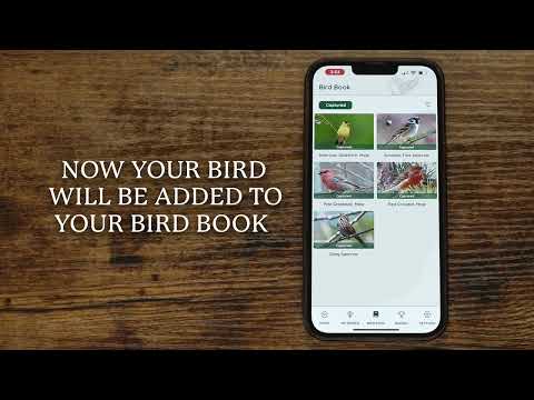 How to Identify Birds Using the FeatherSnapCam App