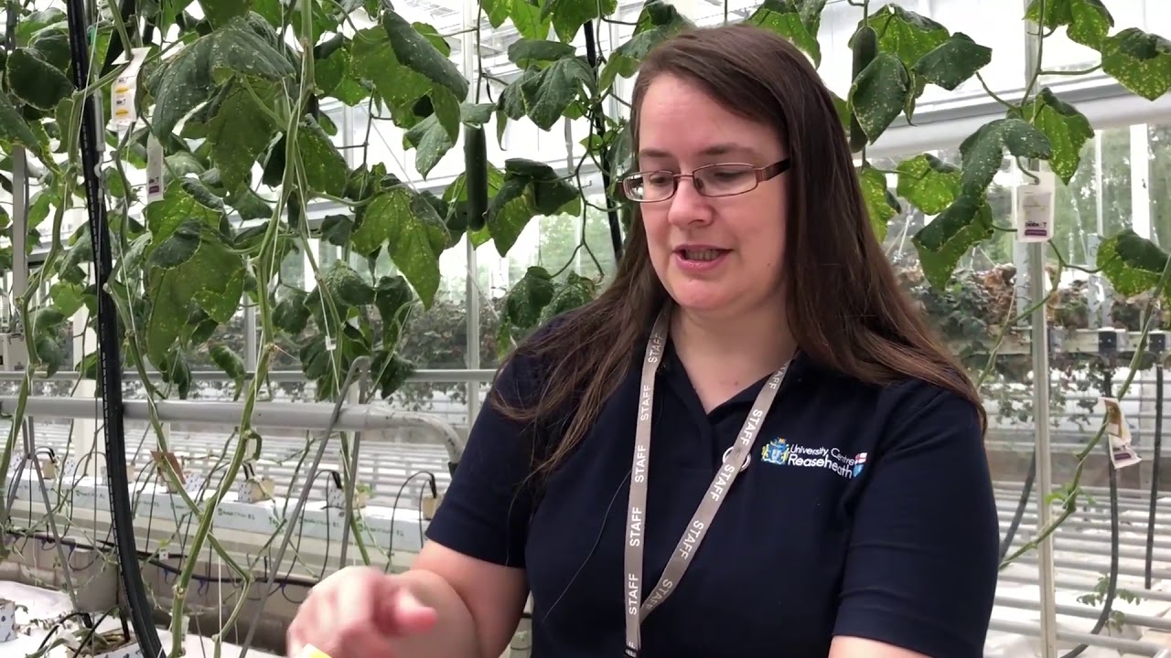 A tour of the sustainable glasshouse at Reaseheath College
