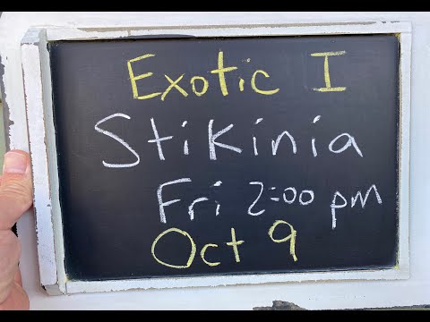 Exotic I - Stikinia